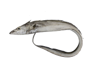 Arabind FRESH :: Buy FRESH Fish, Meat, Poultry, Fruits & Vegetables ...