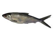 Arabind FRESH :: Buy FRESH Fish, Meat, Poultry, Fruits & Vegetables ...