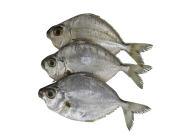 Arabind FRESH :: Buy FRESH Fish, Meat, Poultry, Fruits & Vegetables ...