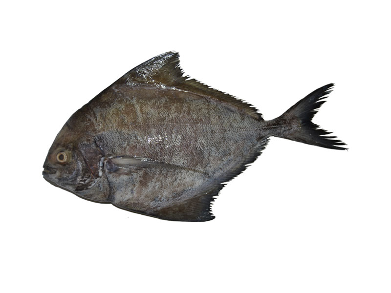 Arabind FRESH :: buy fish and meat online