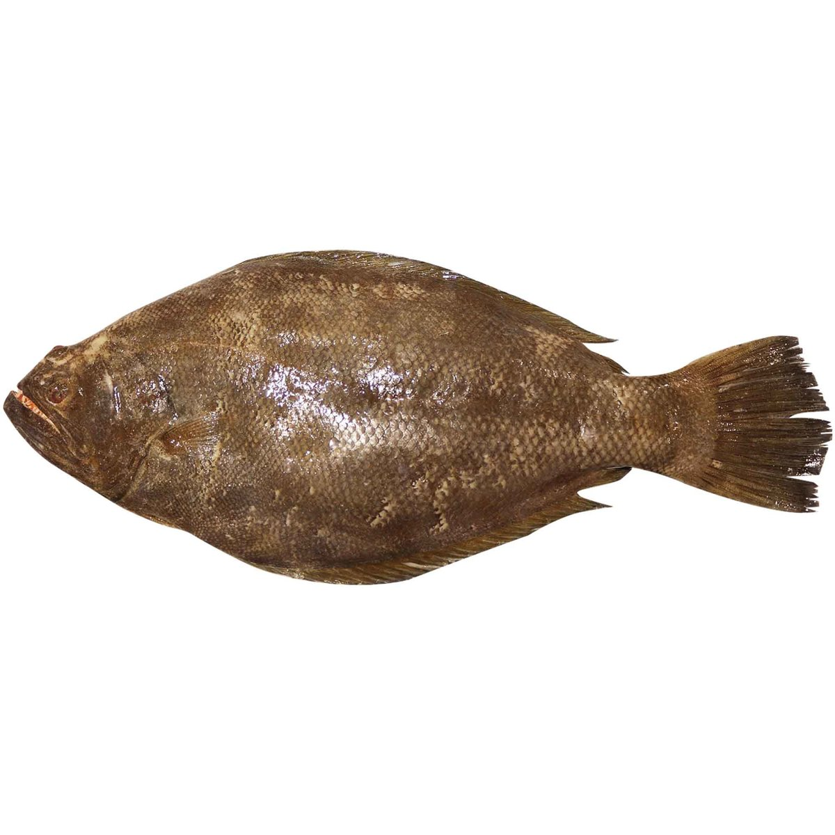 Arabind FRESH :: buy fish and meat online