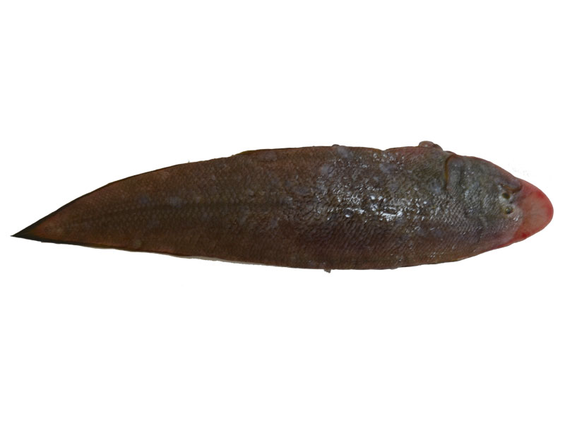 Arabind FRESH :: Buy FRESH Fish, Meat, Poultry, Fruits & Vegetables ...