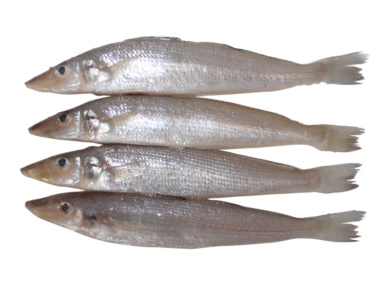 Arabind FRESH :: Buy FRESH Fish, Meat, Poultry, Fruits & Vegetables ...