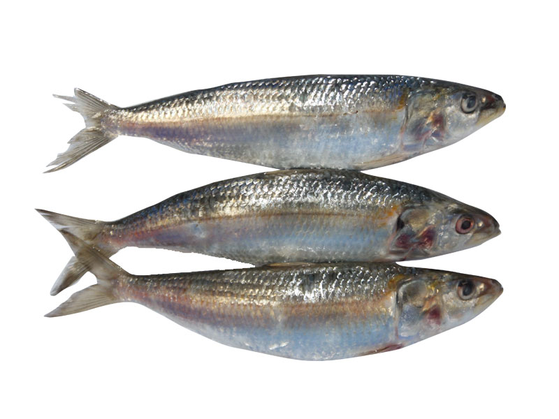 Arabind FRESH :: Buy FRESH Fish, Meat, Poultry, Fruits & Vegetables ...