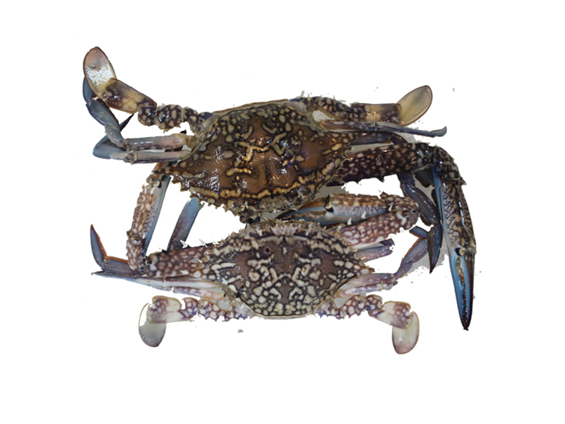 Arabind FRESH :: Buy FRESH Fish, Meat, Poultry, Fruits & Vegetables ...