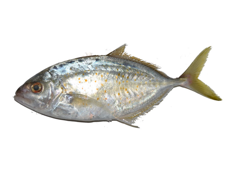 Arabind FRESH :: Buy FRESH Fish, Meat, Poultry, Fruits & Vegetables ...