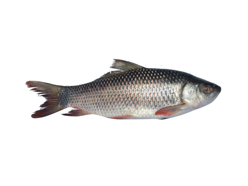 Arabind FRESH :: Buy FRESH Fish, Meat, Poultry, Fruits & Vegetables ...