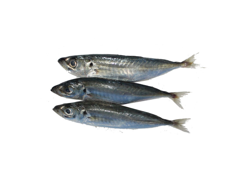 Arabind FRESH :: Buy FRESH Fish, Meat, Poultry, Fruits & Vegetables ...