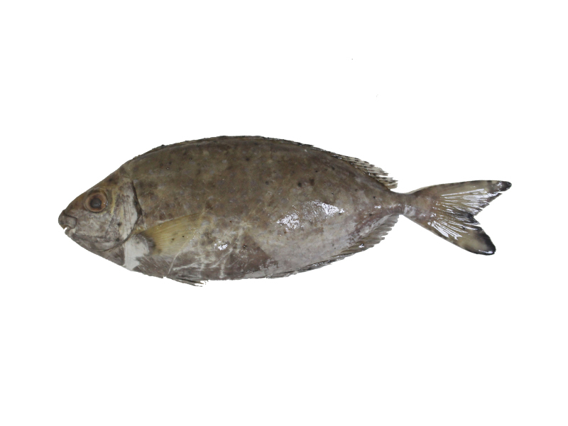 Arabind FRESH :: Buy FRESH Fish, Meat, Poultry, Fruits & Vegetables ...