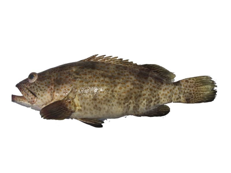 Arabind FRESH :: Buy FRESH Fish, Meat, Poultry, Fruits & Vegetables ...