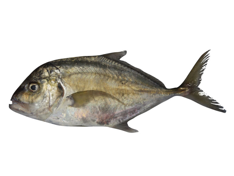 Vatta Fish Kerala Images In English