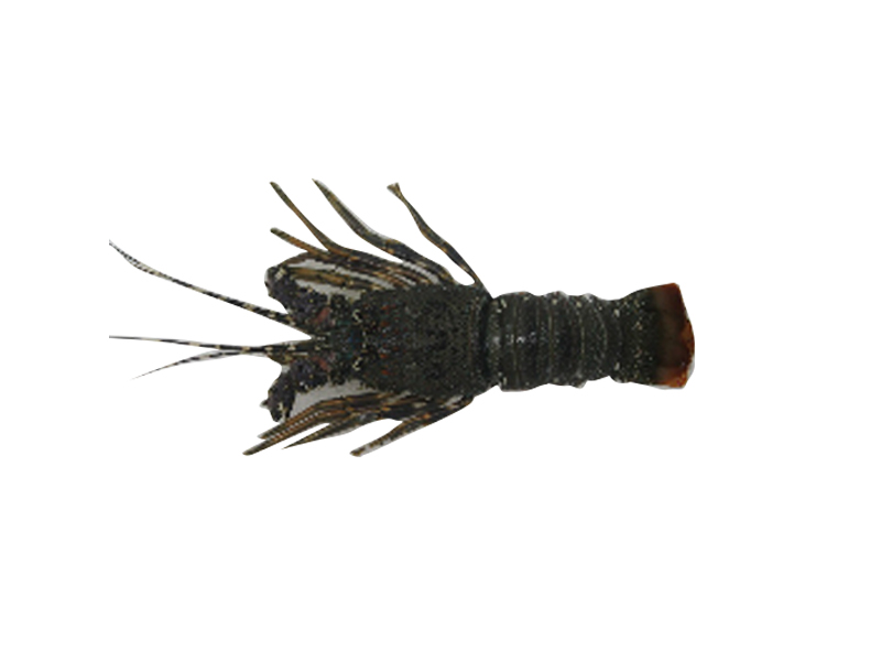 Arabind FRESH :: Buy FRESH Fish, Meat, Poultry, Fruits & Vegetables ...