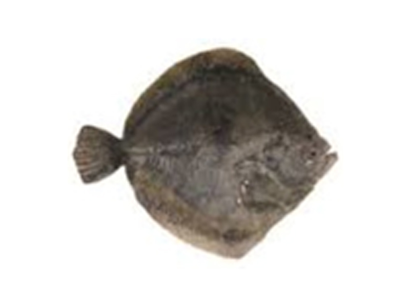 Arabind FRESH :: Buy FRESH Fish, Meat, Poultry, Fruits & Vegetables ...