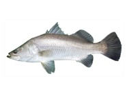 Arabind FRESH :: Buy FRESH Fish, Meat, Poultry, Fruits & Vegetables ...