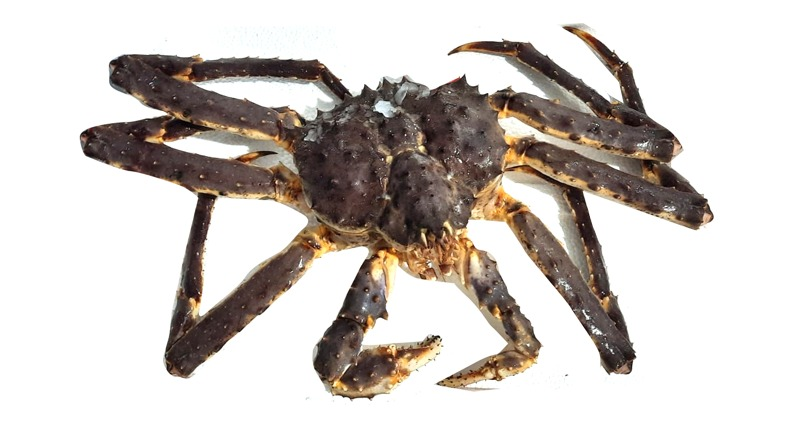 Arabind FRESH :: Buy FRESH Fish, Meat, Poultry, Fruits & Vegetables ...