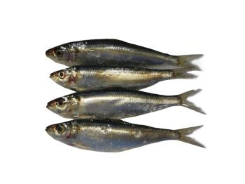 Arabind FRESH :: Buy FRESH Fish, Meat, Poultry, Fruits & Vegetables ...