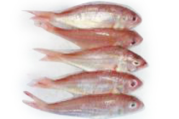 Arabind FRESH :: Buy FRESH Fish, Meat, Poultry, Fruits & Vegetables ...